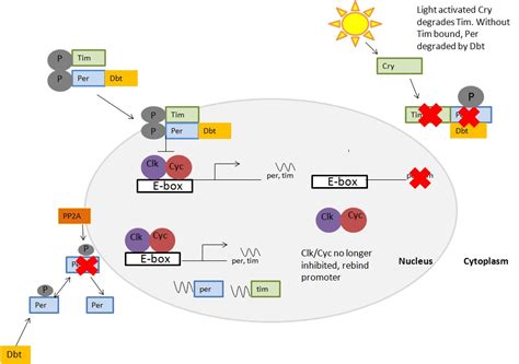 Genetic Screens To Identify Loci Affecting Phase Of Entrainment Of
