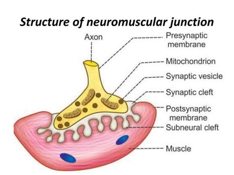 Neuromuscular Junction Nmjpptx