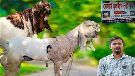 লিটন ভাইয়ের নতুন কালেকশন। তোতাপুরীহরিয়ানা পাঠা ক্রস জাতের ছাগল