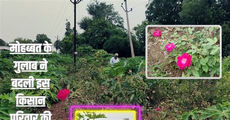 गुलाब की खेती से चमकी इस किसान की किस्मत सिर्फ 25 हजार खर्च कर अब कमा