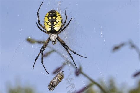Spider That Looks Like A Bumble Bee