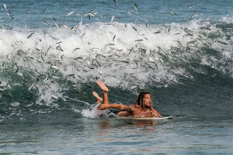 Mullet Mania Hakai Magazine