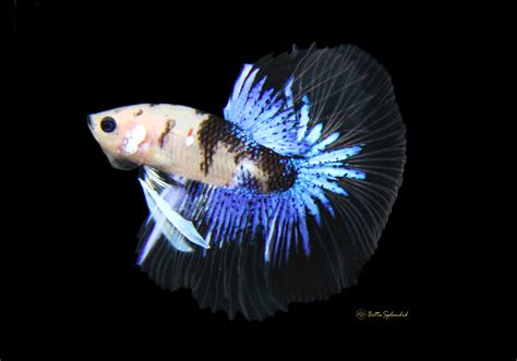 Rare Sapphire Blue Koi Halfmoon Betta Released
