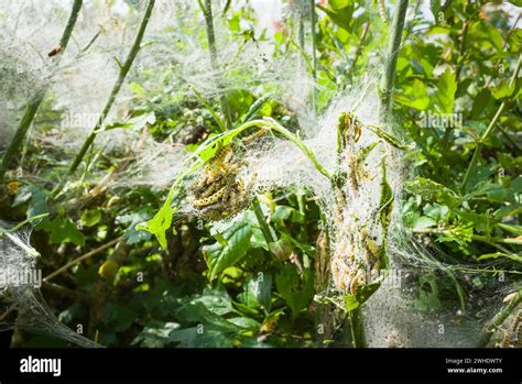 Infestation Of Small Ermine Moth Caterpillars Yponomeuta Padella On A