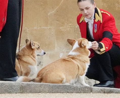 エリザベス女王、愛犬のコーギー二匹は亡くなる瞬間まで一緒にいた！ 女王の亡きあと、二匹は誰が引き取った？ Tvgroove