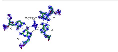 Cobalt Hexammine Ion Interactions With Neighbouring Helices In The Download Scientific Diagram