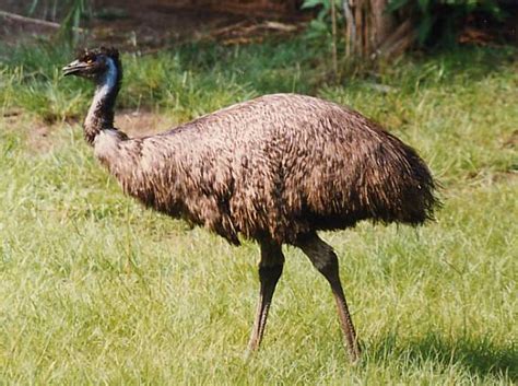 IMÁGENES Y FOTOS DE ANIMALES El emu