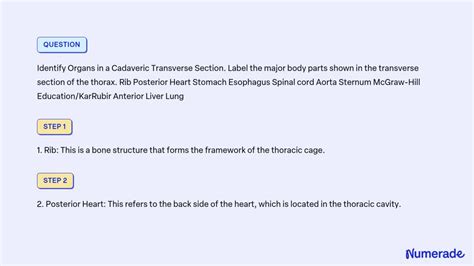 Solved Identify Organs In A Cadaveric Transverse Section Label The