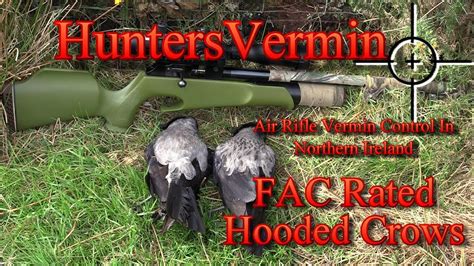 Air Rifle Hunting Fac Rated Hooded Crows Youtube