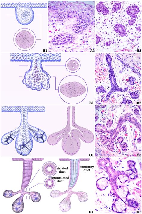 Salivary Gland Cancer