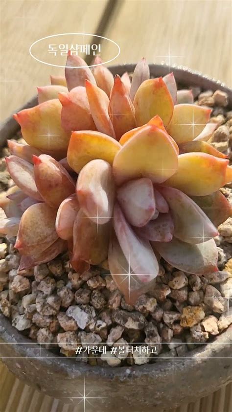 다육식물🪴korean Succulent Plants🏜독일샴페인 Youtube