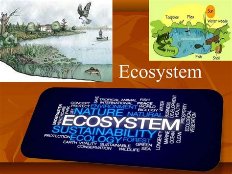 Ecosystem Classification Structure And Functioning 1 Pdf