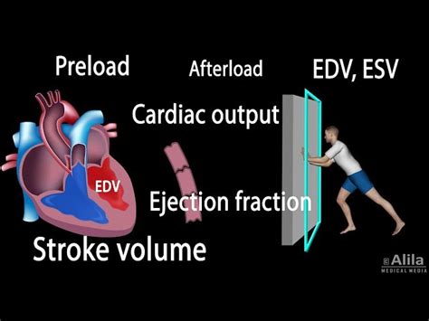 Cardiac Output Stroke Volume Edv Esv Ejection Fraction 2025