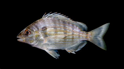 Lagodon Rhomboides