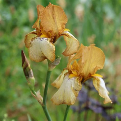 Buy Bearded Iris Iris Benton Susan £2999 Delivery By Crocus