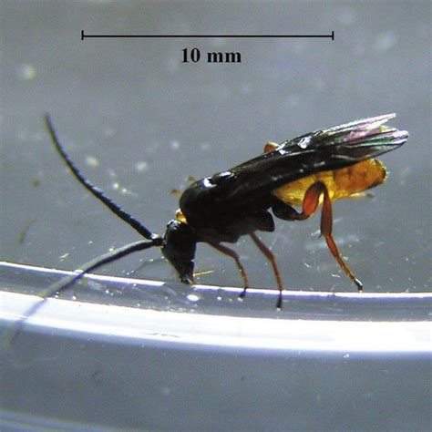 B Insect Olfactory Sensilla The Orns Are Compartmentalised Into