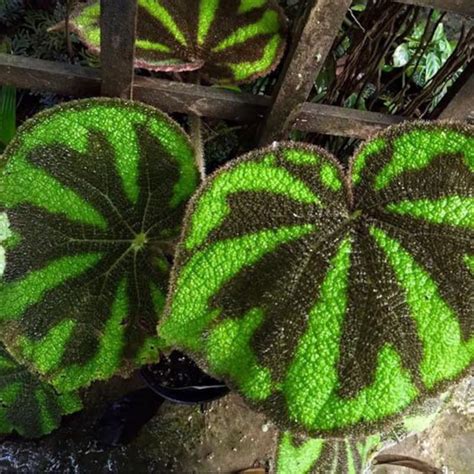Moonlight Butterfly Begonia Etsy
