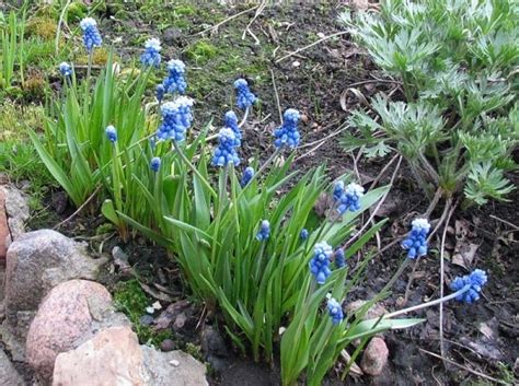 Рябчики в природном саду | Биография цветов | flower.tj