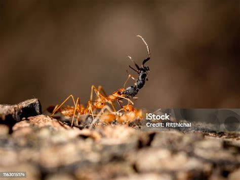 Hormigas Insecto Muestran Trabajo En Equipo En El Árbol En La