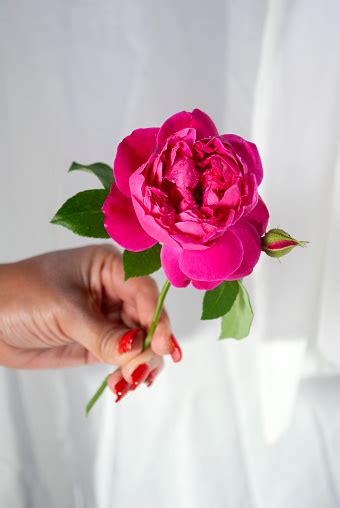 핑크 장미를 들고 여자의 손 사랑과 우정의 샘플 섬세한 향기로운 세부 사항 과테말라에 대한 스톡 사진 및 기타 이미지