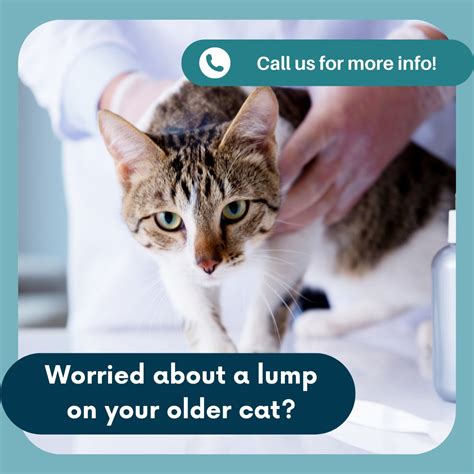 Enfield Finding A Lump On Your Senior Cat Can Be Worrying 🐱 Common