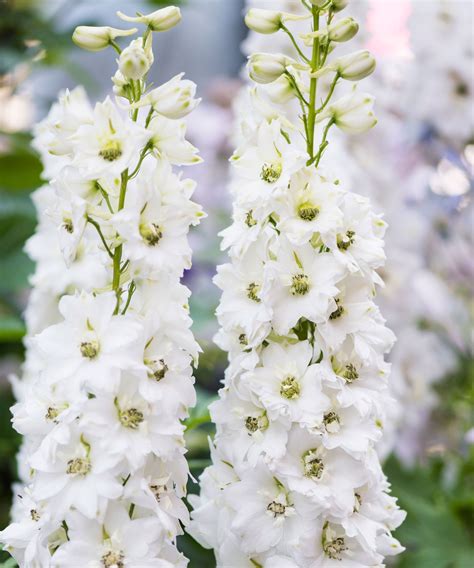 How To Grow Delphiniums From Seed Homes And Gardens