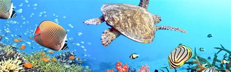 Diving Day Trips Phuket And Phi Phi Islands • Racha Dive Tours All4diving