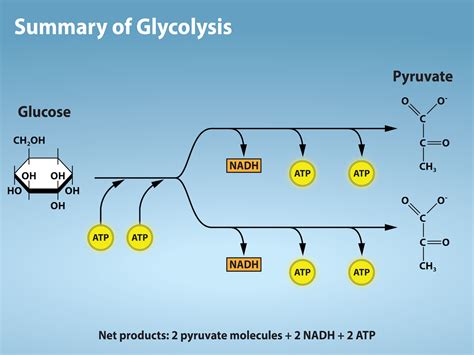 243 Glycolysis Biology Libretexts