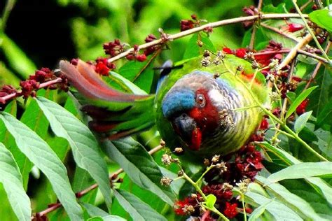 Chi Tiết Cách Nuôi Vẹt đuôi Dài Venezuela Từ A đến Z