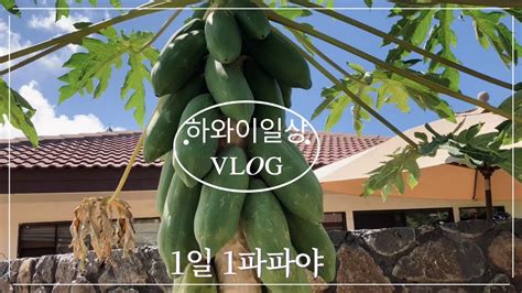 천사의 열매라는 파파야 하와이일상 파파야열매먹기 집앞 파파야나무 기르기 Youtube