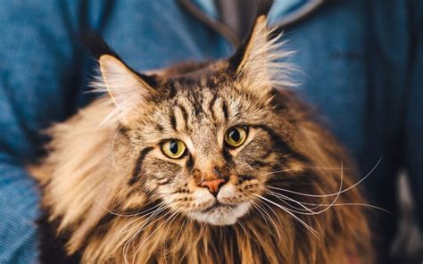 When Do Maine Coon Cats Stop Growing A Comprehensive Guide