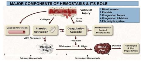 Normal Hemostasis Pptx Blood Disorders Diseases And Conditions