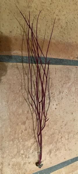 Leptogorgia Virgulata Facts Diet Habitat And Pictures On Animaliabio