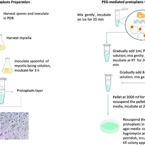 Overview Of Protoplasts Preparation And Peg Mediated Transformation