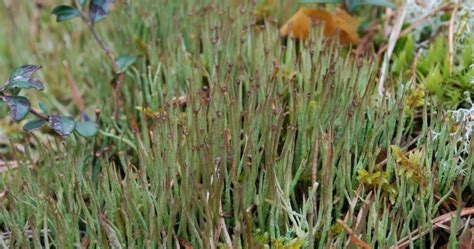 How Fast Does Java Moss Grow And More Questions Answered Aquascaping 101