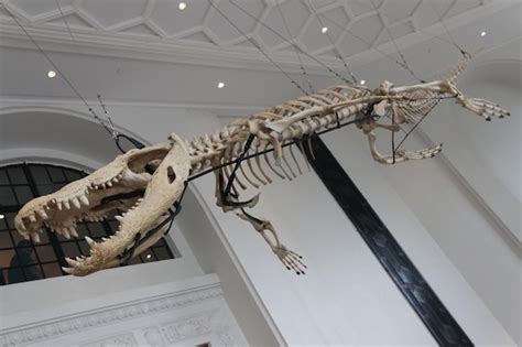 Premium Photo Calcified