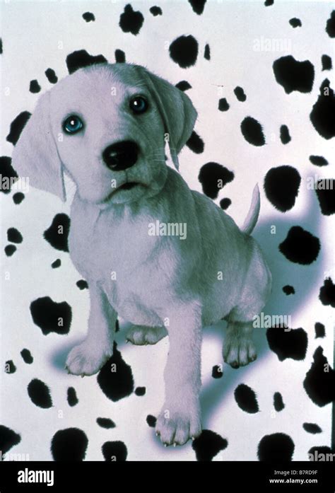 102 Dalmatians Hi Res Stock Photography And Images Alamy