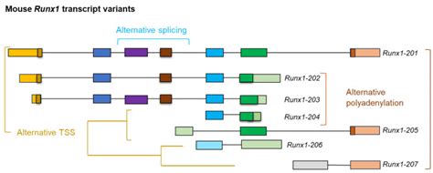 Detection Of Mrna Transcript Variants Pmc