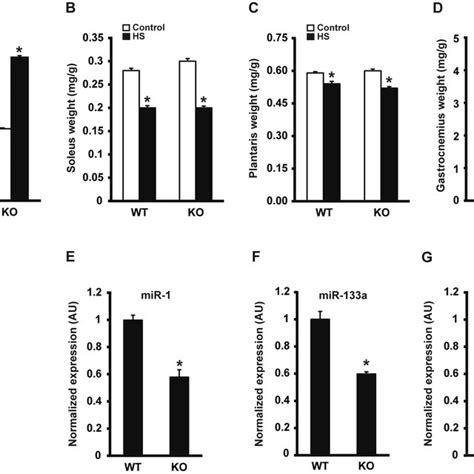 Muscle Fiber Size And Fiber Type Composition Of Aged Skeletal