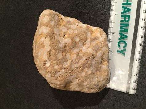 Tabulate Coral Fossil Id The Fossil Forum