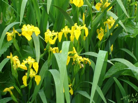 Iris Pseudacorus Gele Lis Bloemenpark Appeltern