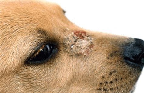 Enfermedades de la piel de los perros Guía completa con fotos Razas