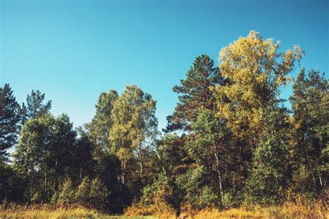 Premium Photo Trees With Yellow And Green Leaves