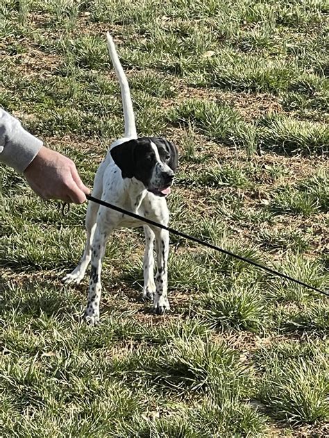 Lightly Started Elhew Female