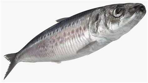 Fresh Sardine Fish 3d Model 29 3ds Blend C4d Fbx Max Ma Lxo