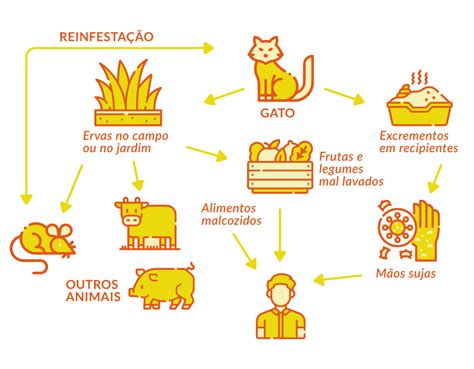 A Importância Da Identificação Precoce Da Toxoplasmose