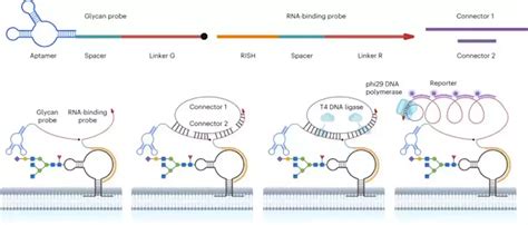 Spatial Imaging Of GlycoRNA In Single Cells With ARPLA Nature