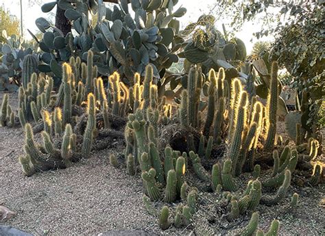 Desert Meadows Park Know Green Valley
