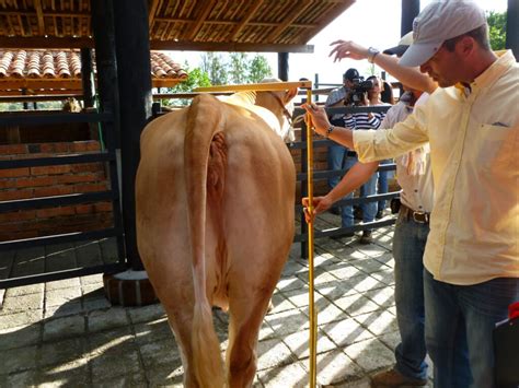 Linear Classification Goldstar Genetics