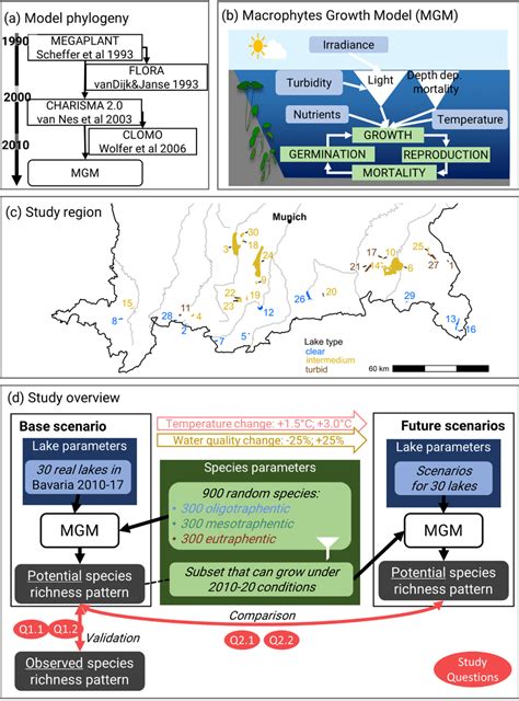 The Model Phylogeny A Simplified Processes Of The Macrophytes Growth